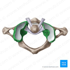 Atlantoaxial joint: Anatomy, function, movements | Kenhub