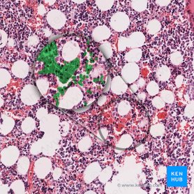 Eritrocitos: Histología, estructura, función, ciclo vital | Kenhub