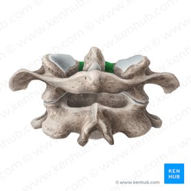 Halswirbelsäule (HWS) - Anatomie, Aufbau, Atlas & Axis | Kenhub