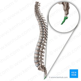 Vertebral Column: Anatomy, vertebrae, joints & ligaments | Kenhub