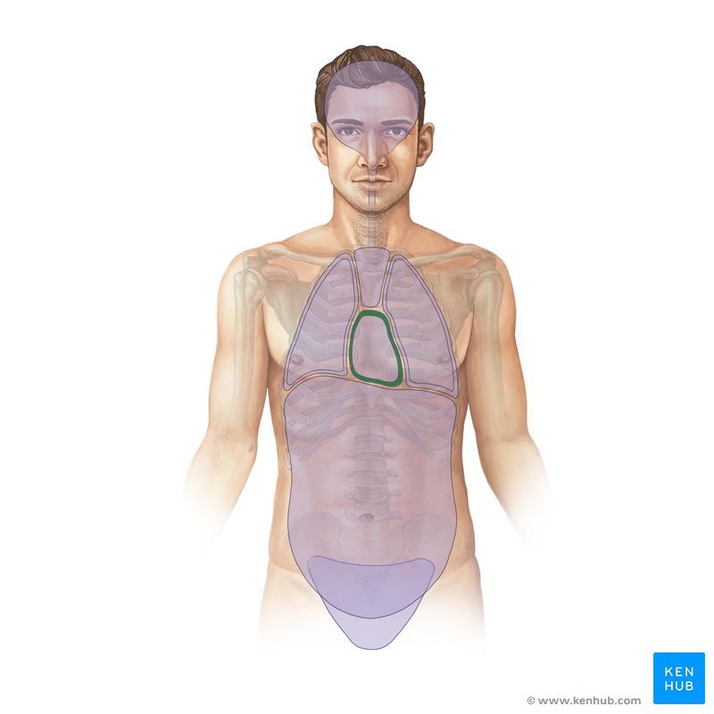 pericardial cavity function