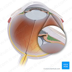 Eyeball: Structure and function | Kenhub
