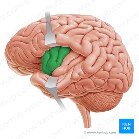 Insula: Anatomy, function, connections, clinical points | Kenhub