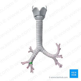 Respiratory system: Anatomy and functions | Kenhub