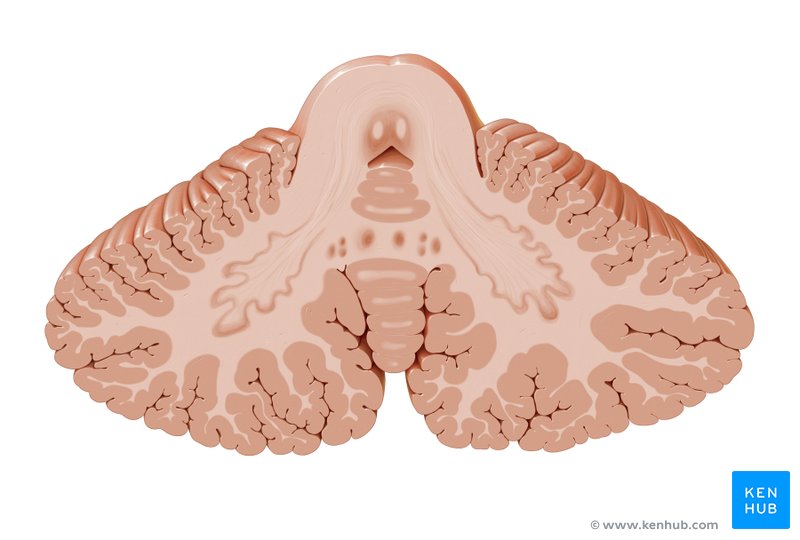 Cerebellum: Anatomy, nuclei and tracts | Kenhub