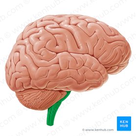 Lateral view of the brain: Anatomy and functions | Kenhub