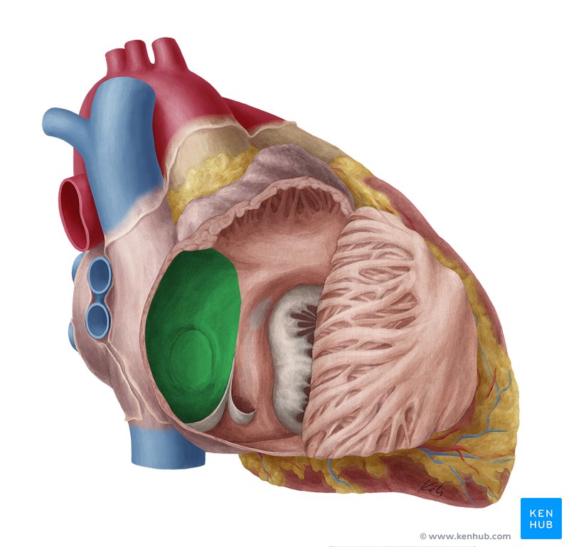 Interatrial septum: Anatomy, structure and function. | Kenhub