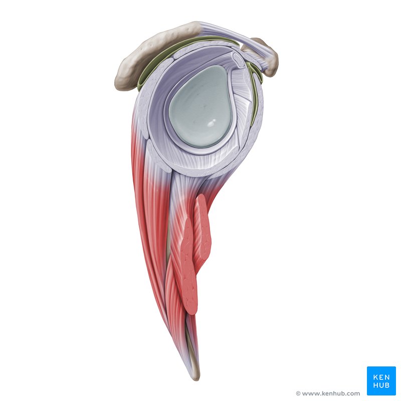 Músculos del manguito rotador: Anatomía y funciones | Kenhub