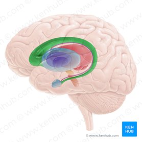 List of human organs | Kenhub