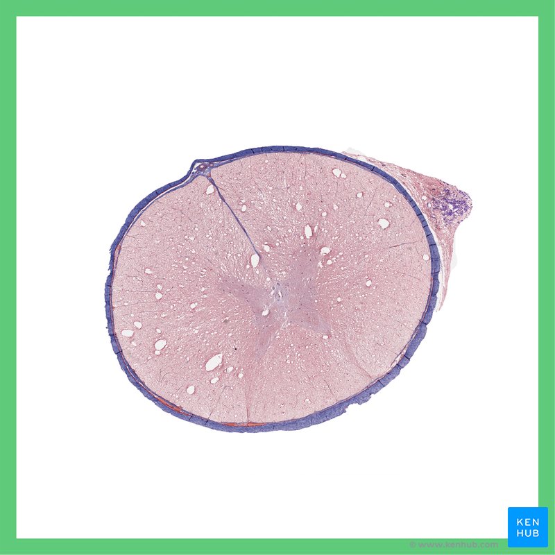 Estrutura da medula espinal: Anatomia, histologia | Kenhub