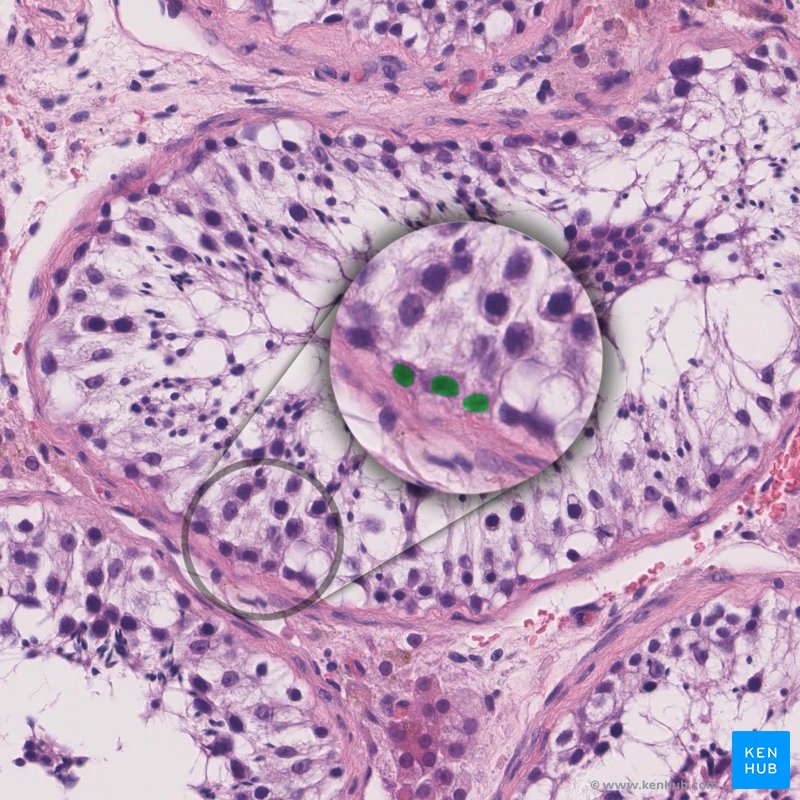 Spermatogenese - Entwicklung von Spermien | Kenhub