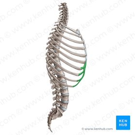 Interchondral joints: Anatomy, function | Kenhub