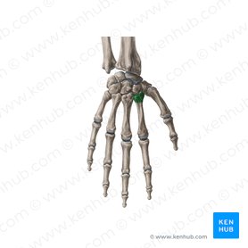 Metacarpal bones: Anatomy, muscle attachment, joints | Kenhub
