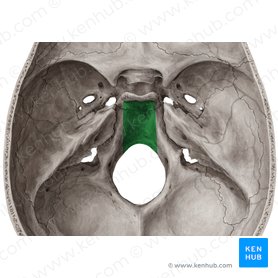 Occipital bone: Anatomy, borders and development | Kenhub