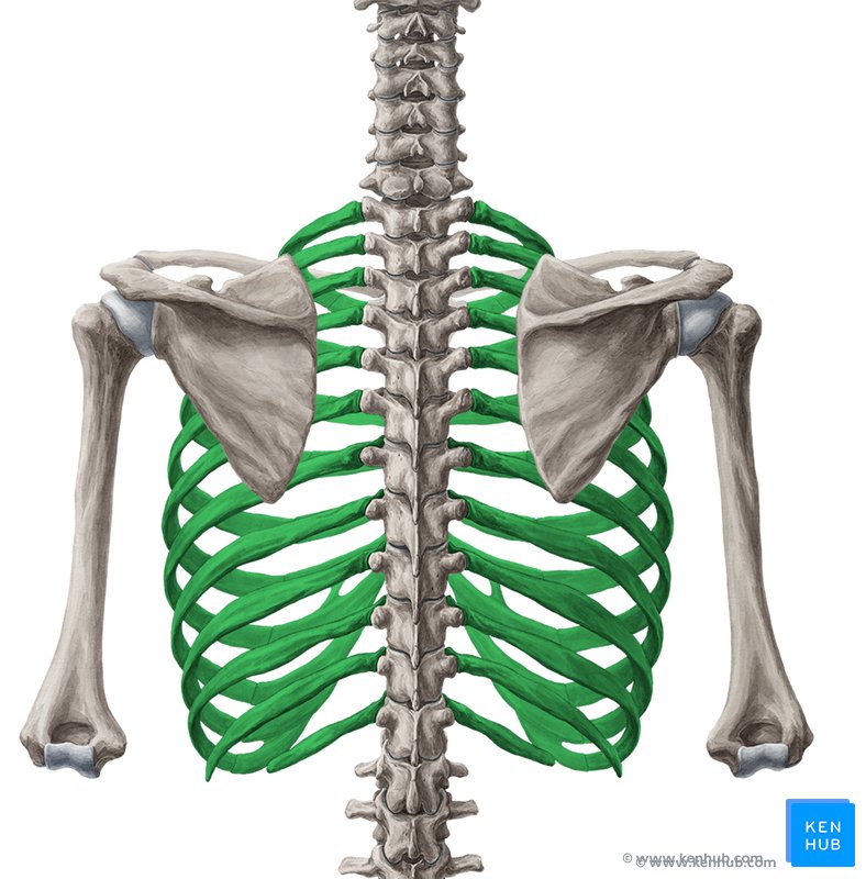 Rippen (Costae): Anatomie, Aufbau, Gelenke und Bänder | Kenhub