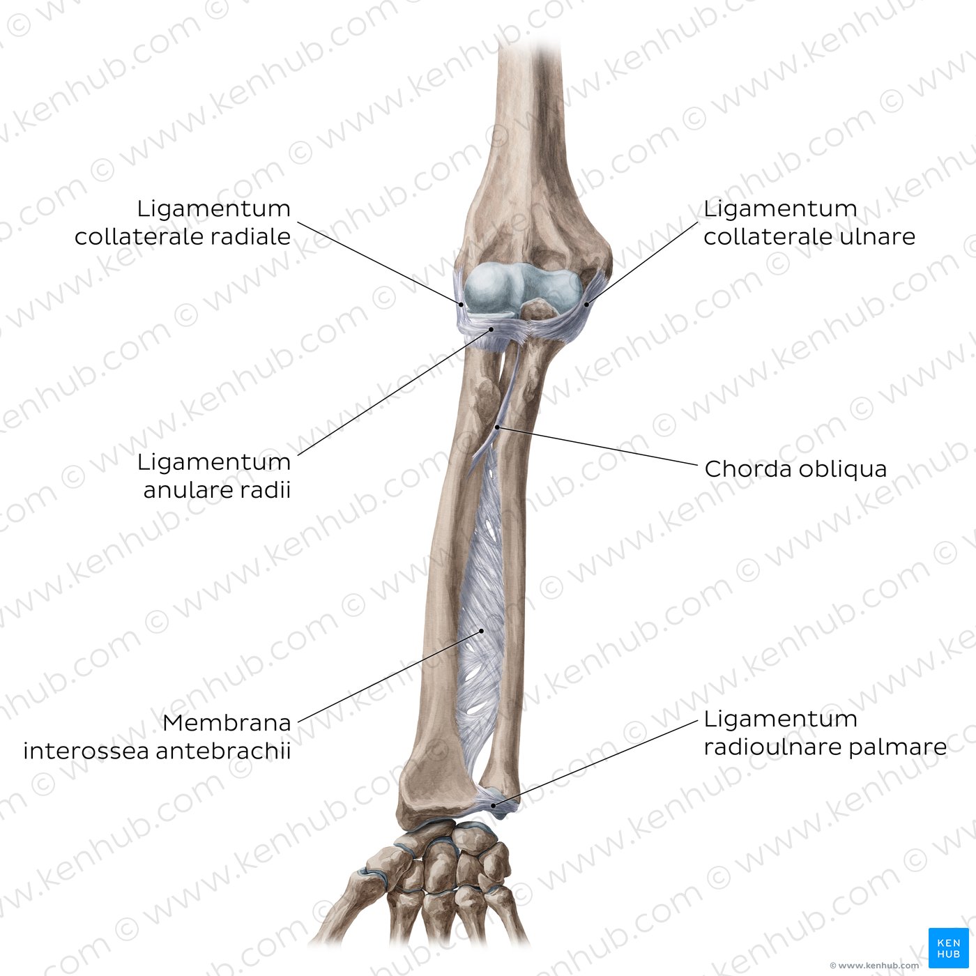 Radioulnargelenk: Aufbau, Funktion und Frakturen | Kenhub