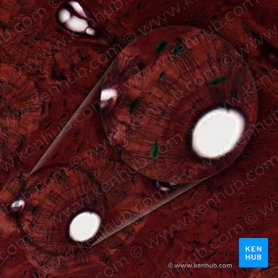 Bone: Histology, constituents and types | Kenhub