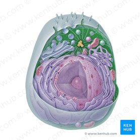 Cellular organelles and their functions | Kenhub