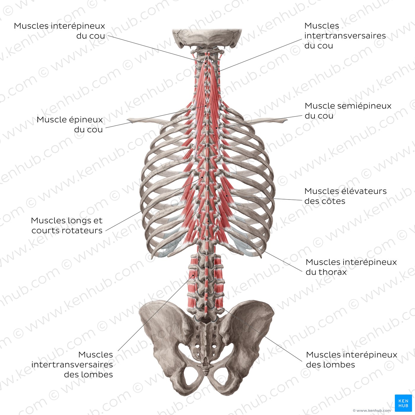 Anatomie du dos : rachis et muscles du dos | Kenhub