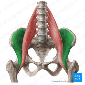 Iliacus: Origin, insertion, innervation, function | Kenhub