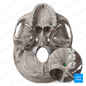 Lateral wall of the nasal cavity: Anatomy and diagrams | Kenhub
