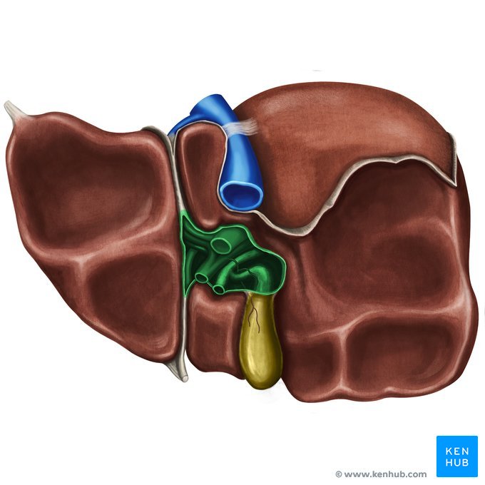 Porta hepatis | Kenhub