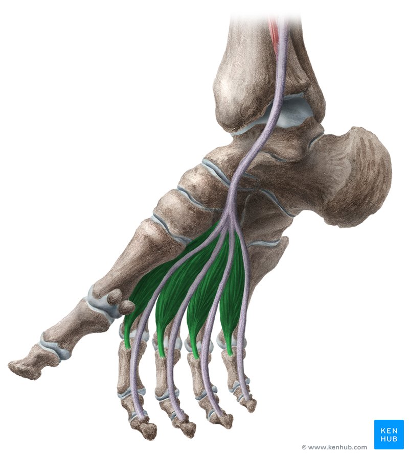 Lumbricals of foot: Attachments, innervation and action | Kenhub