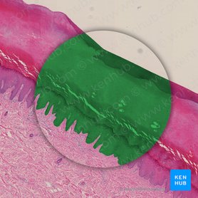 Analkanal - Anatomie, Histologie und Funktion | Kenhub