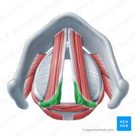 Anatomie der Kehlkopfknorpel, -gelenke und -bänder | Kenhub