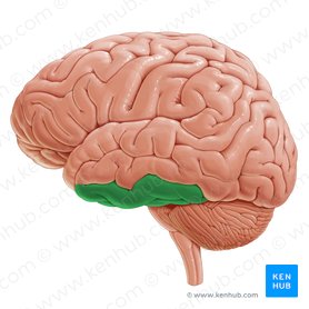 Cerebral cortex: Structure and functions | Kenhub