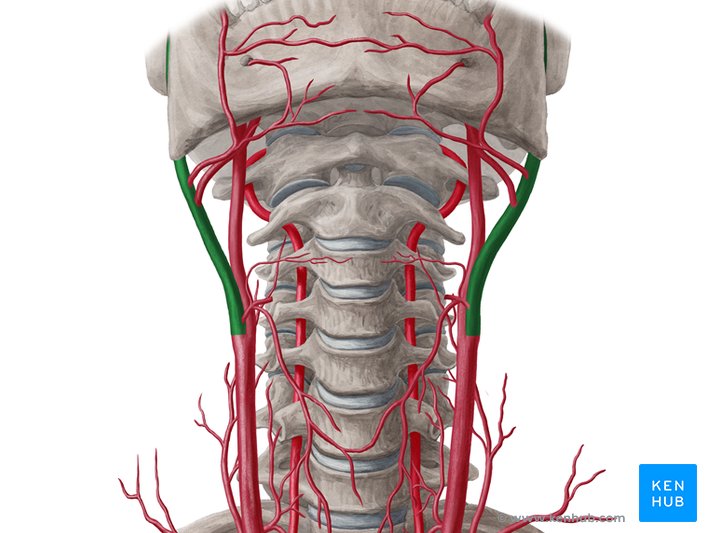 Arteria carotis externa: Anatomie, Verlauf und Äste | Kenhub