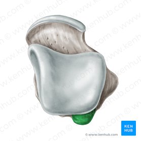 Ankle joint: Anatomy, bones, ligaments and movements | Kenhub