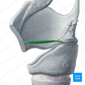Stimmbänder: Aufbau und Funktion | Kenhub