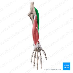 Articulación del codo: Anatomía, ligamentos, movimientos | Kenhub