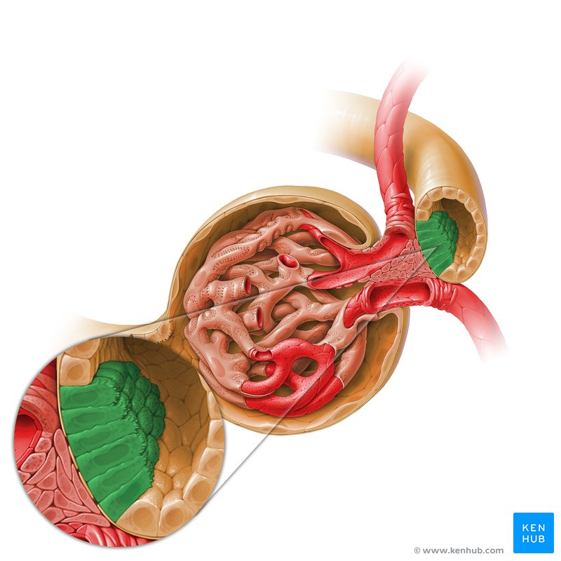 Mácula densa: Anatomía y definición | Kenhub