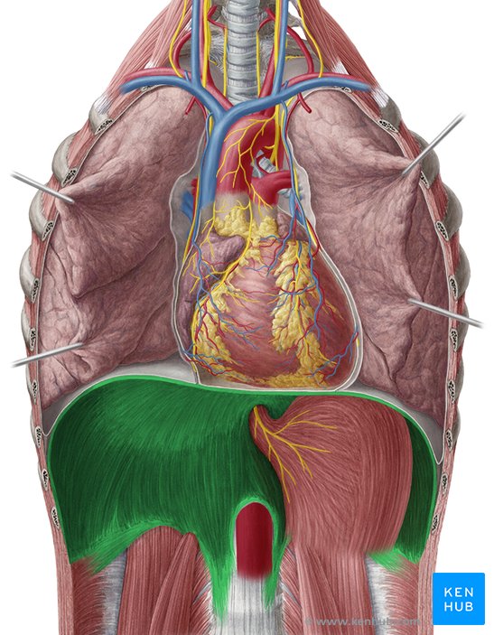 Atemzyklus: In- und Exspiration, Muskeln, Physiologie | Kenhub
