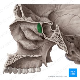 What Is The Floor Of Nasal Cavity Called | Viewfloor.co