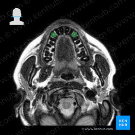 Canine tooth: anatomy, location and function | Kenhub