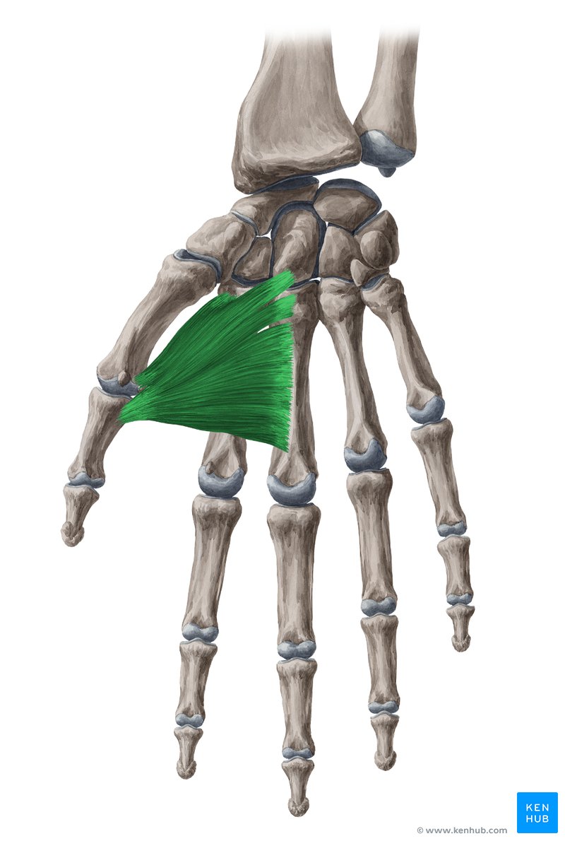 Adductor Pollicis Origin Insertion And Function Kenhub