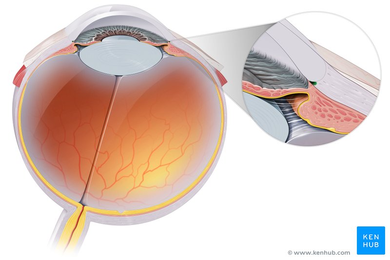 Canal of Schlemm: Location, function, glaucoma | Kenhub