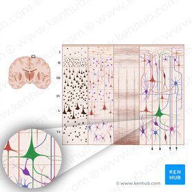 Cerebral cortex cytoarchitecture and layers | Kenhub