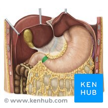 Pylorus: Anatomy, structure and function | Kenhub