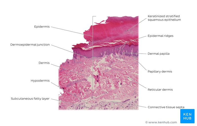 Skin: Cells, layers and histological features | Kenhub