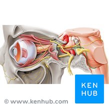 abducens nerve course