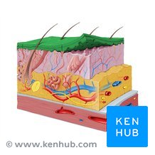 Épiderme : Anatomie, structure, cellules et fonction. | Kenhub