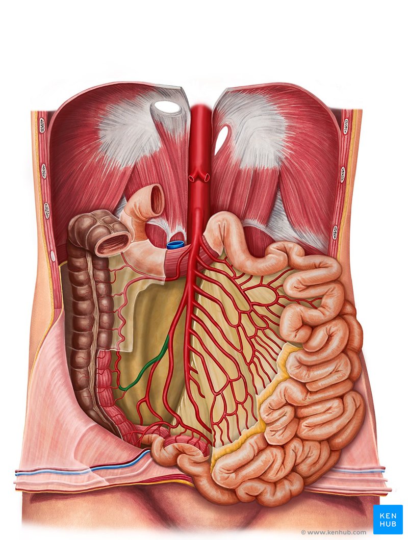 Cólon - Anatomia, histologia, função e composição | Kenhub