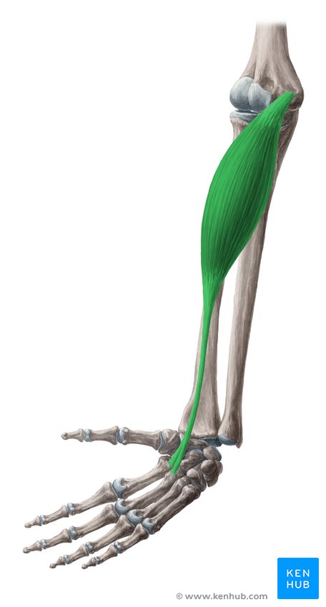 Eccentric muscle contraction: Examples | Kenhub