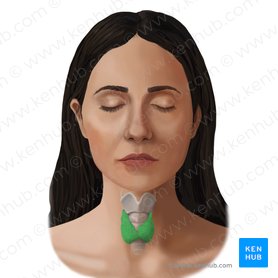 Thyroid gland: Anatomy, functions and hormones | Kenhub