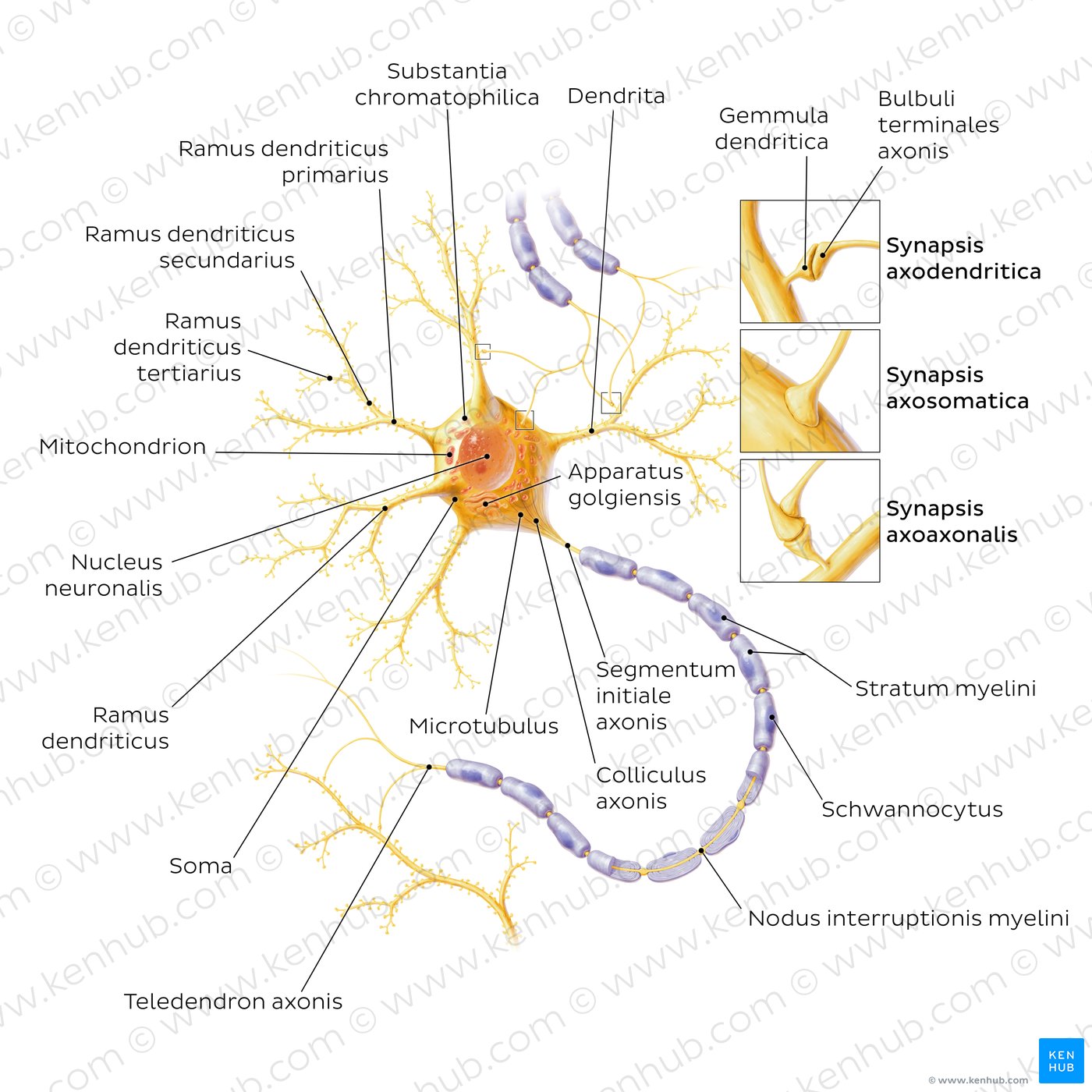 Neurotransmitter: Arten, Funktionen und Störungen | Kenhub