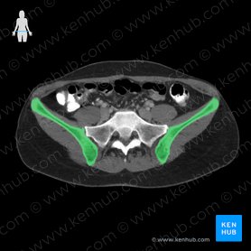 Ilium: anatomy and function | Kenhub